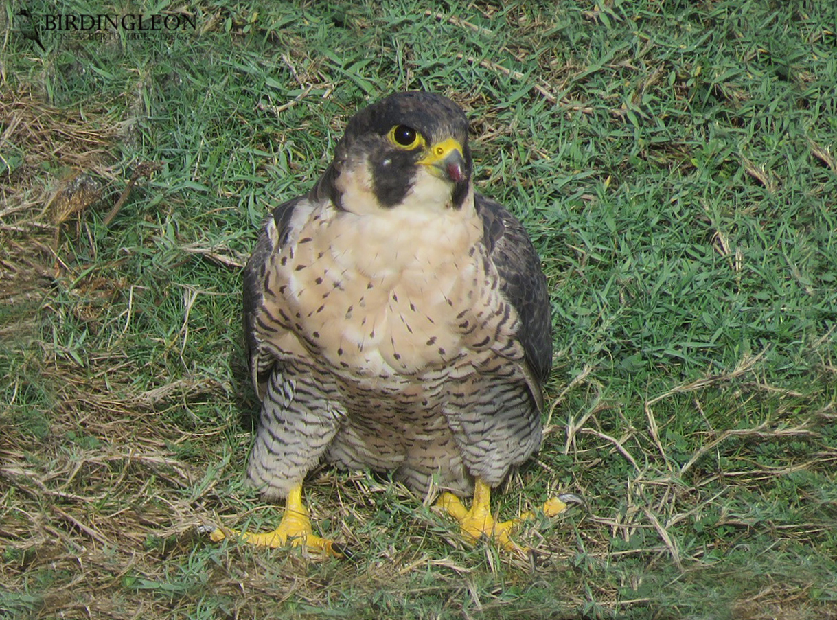 BIRDINGLEON: El HALCÓN PEREGRINO de Estaca de Bares