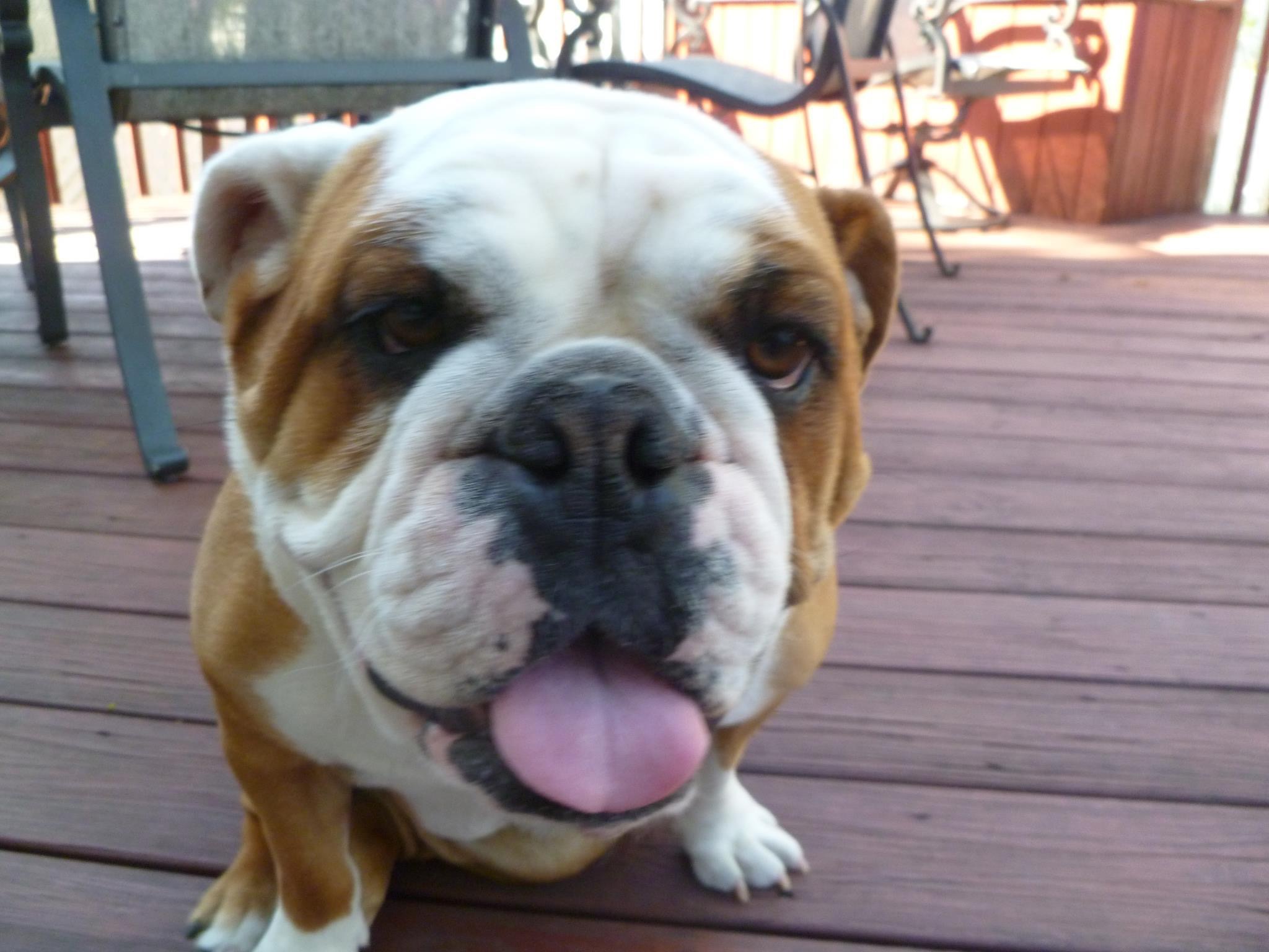 Random Thoughts of a Bulldog