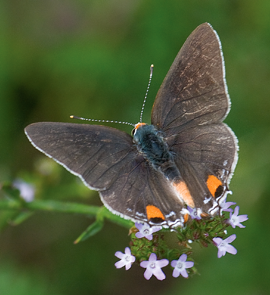 Guernsey Soil & Water Conservation District: Gray Hairstreak ...