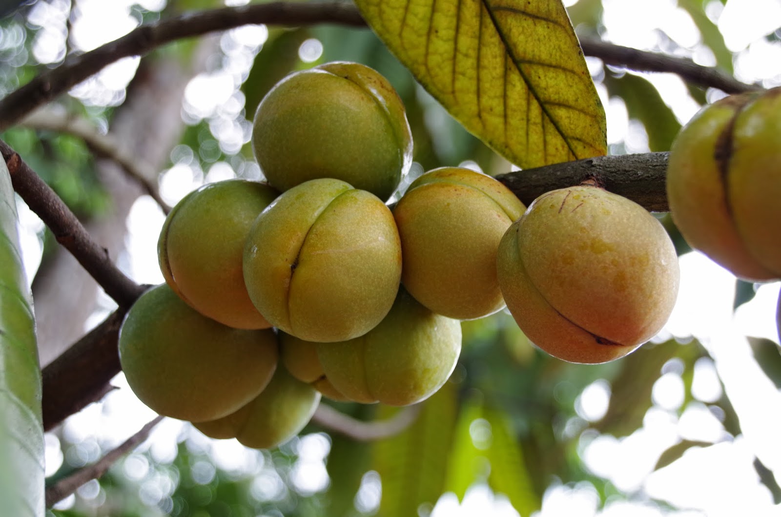Trees and Plants: Cabbage Leafed Nutmeg