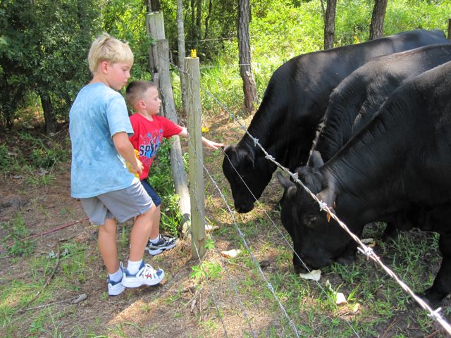 Brazilian Jewells - Africa Edition: Camp Consequence