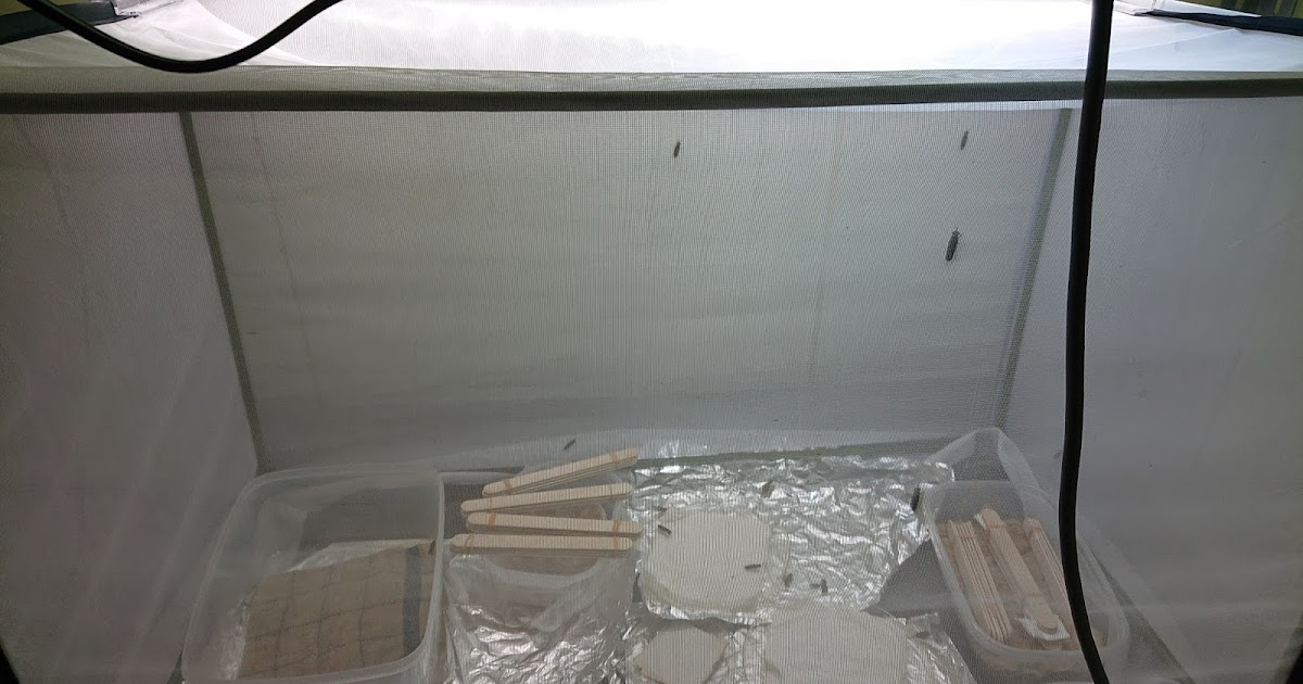 BSF rearing progress (Saito)