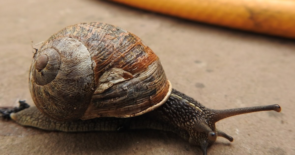 A Wild Life in the Garden and Beyond: Day 40: Garden Snail
