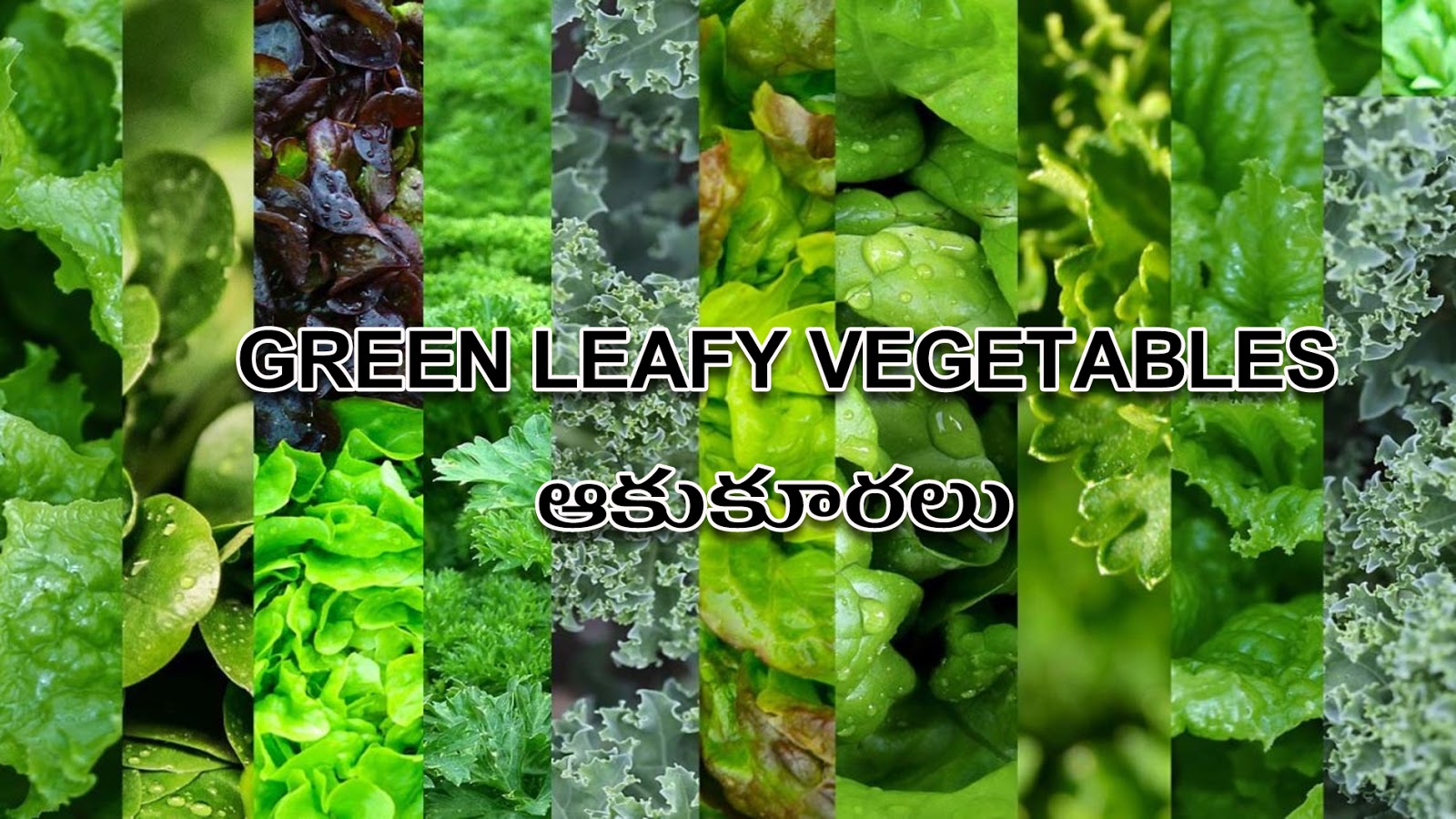 VEGETABLES Kooragaayalu PICTURE DICTIONARY ENGLISH AND TELUGU