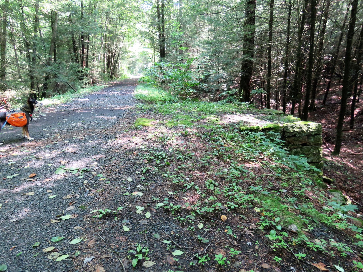 Gone Hikin': State Game Lands 211, PA - Stony Valley Rail Trail to ...