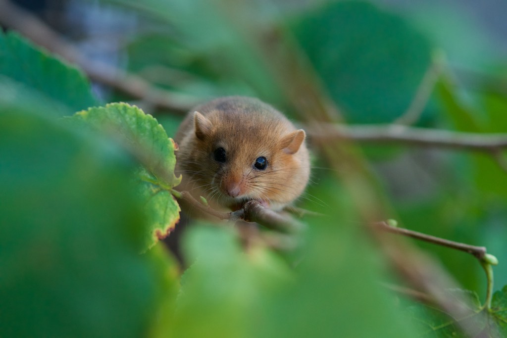 Dormice and Hibernation