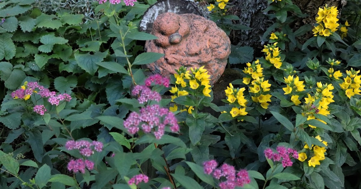 MAIKUN KUKKA JA RISU: SULASSA SOVUSSA TARHA-ALPI JA RUUSUANGERVO MÄNNYN ...