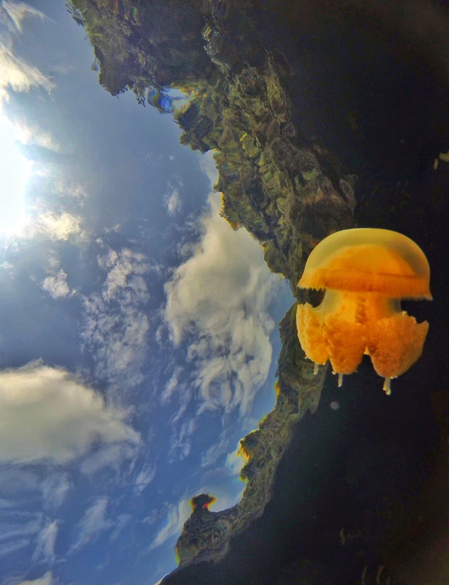 Another FUN photos with the Jellyfish: Lenmakana Lake, Misool ~ Life Is ...