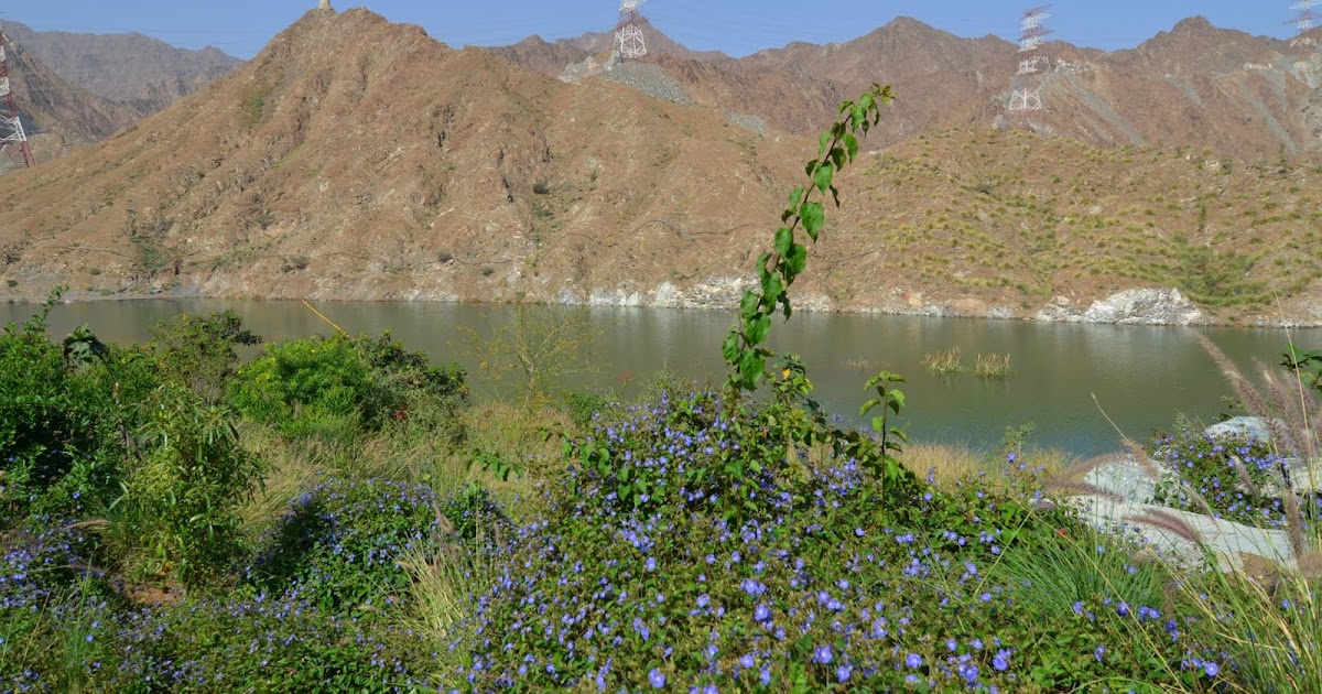 Beautiful UAE: Al Rafisah Dam, Sharjah