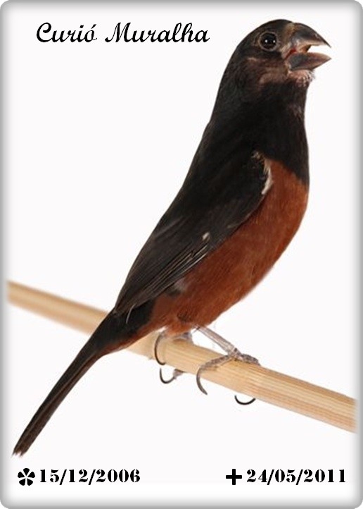 CURIOZEIROS: Curió Muralha - Óbito de um grande campeão.