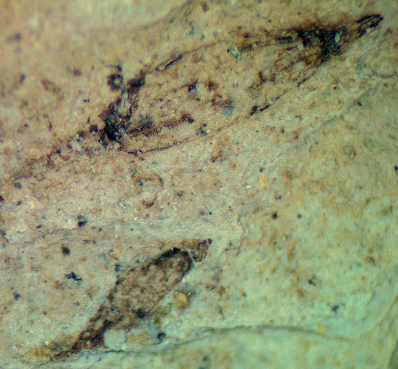 Louisville Fossils and Beyond: 01/01/2019 - 02/01/2019