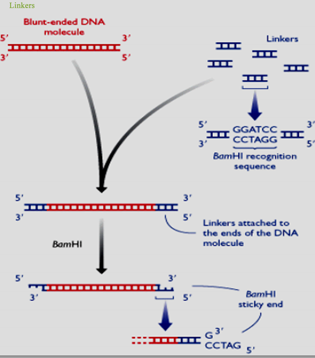Recombinant Rna Technology Restriction Enzyme And Dna Ligases Linker Adapter Homopolymer