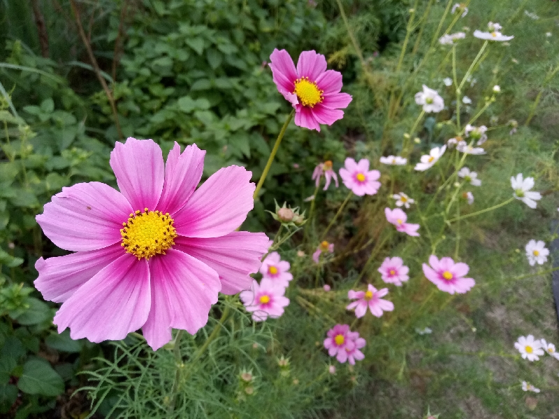 My Small Garden: Pokok Bunga Cosmos - koleksi di Sydney