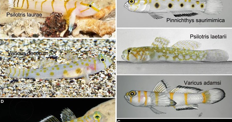 Species New to Science: [Ichthyology • 2016] Molecular Phylogeny ...