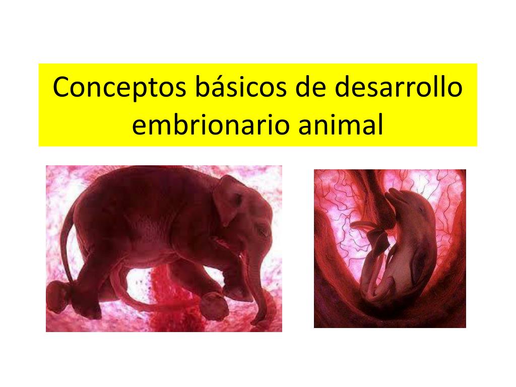 DESARROLLO EMBRIONARIO EN LOS ANIMALES