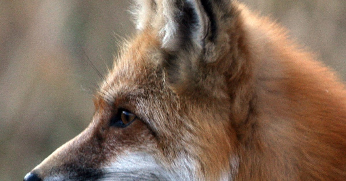 Foxecology: Yellowstone Fox Photos