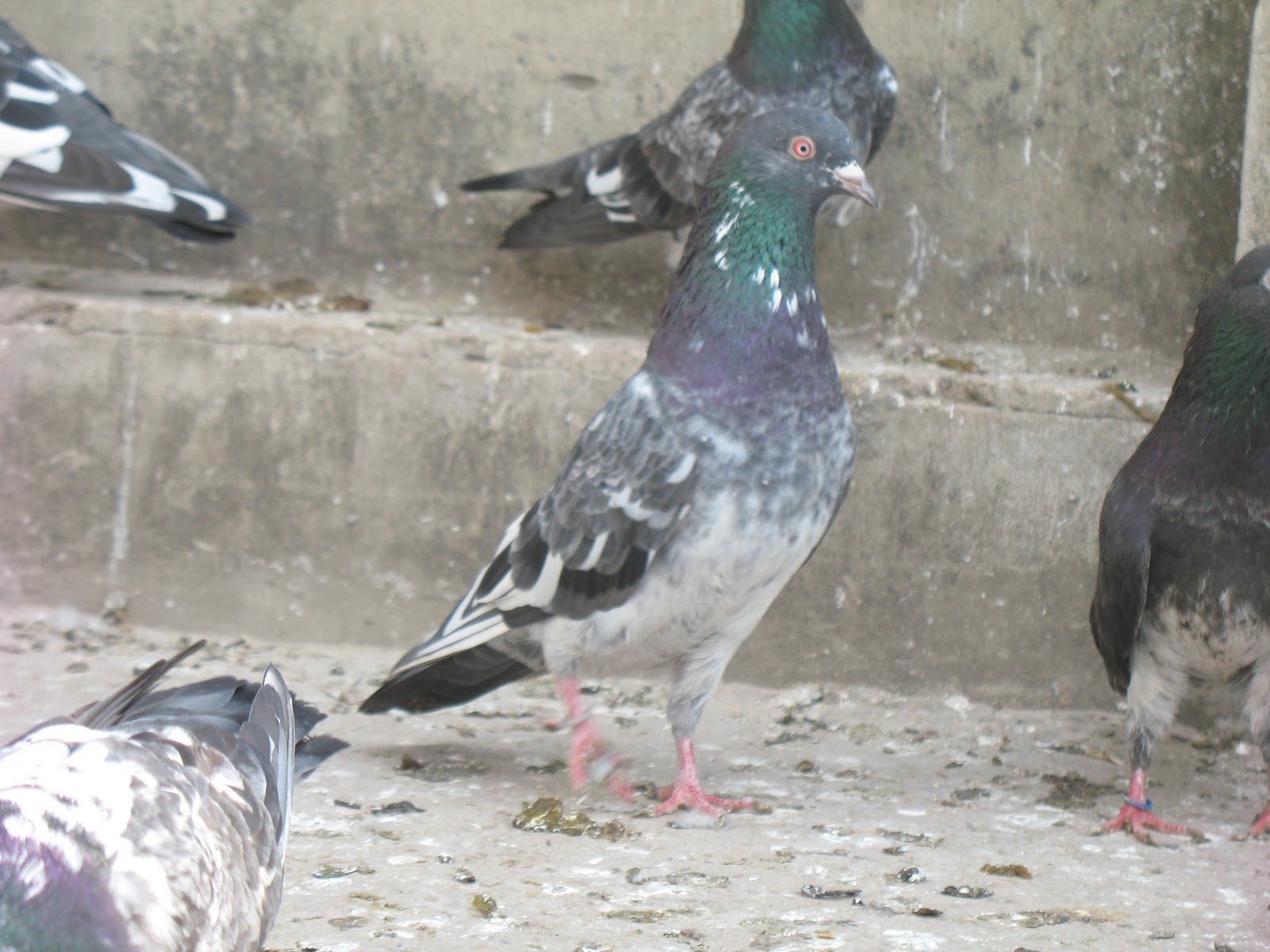 Pakistani Tipplers (Kabootar Baaz) | UK & USA Pigeons | Fancy Pigeons ...