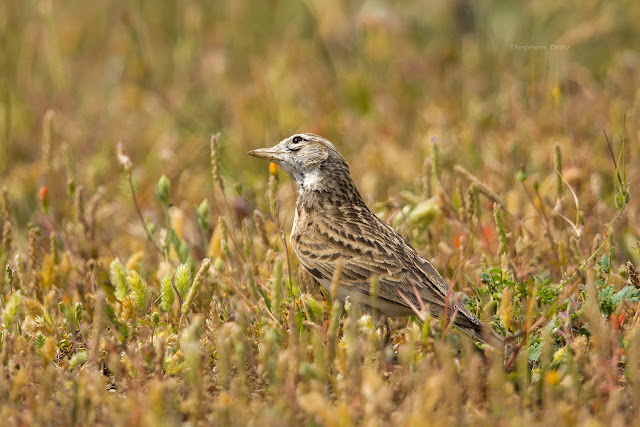 The Levante winds of Spring - Spain 2017 | Focusing on Wildlife
