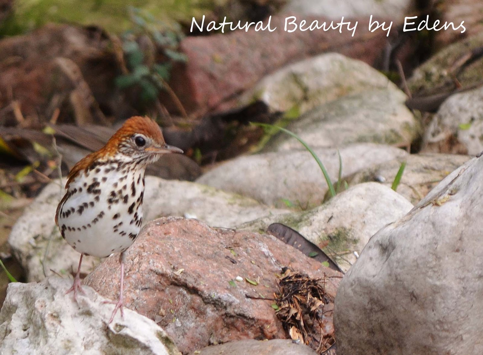 Simon and Sara's Birding Adventures