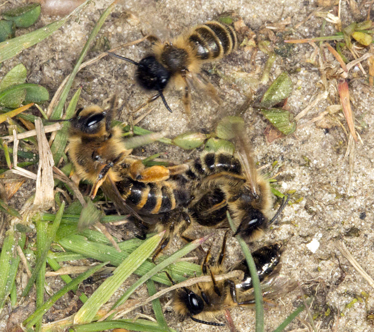 Mining Bees | Naturally
