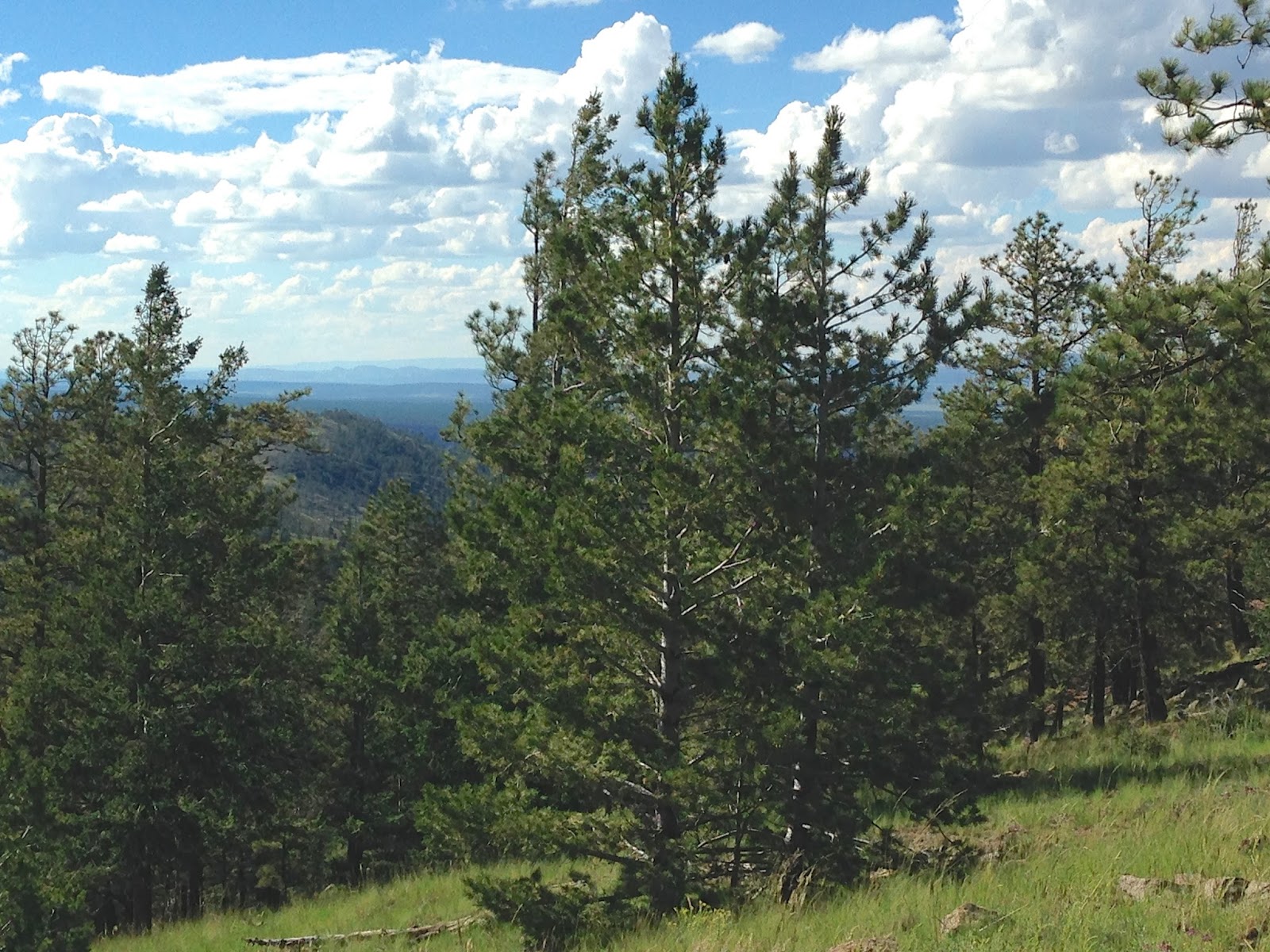 Southern New Mexico Explorer: Mount Sedgwick, Zuni Mountains- Cibola ...