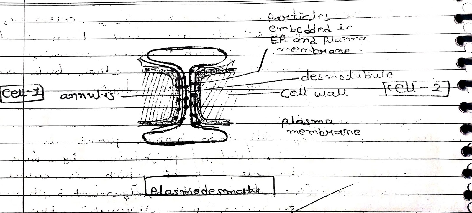 Notes on Ultrastructure of cell wall, Plasmodesmate standard 11-12 B.Sc ...