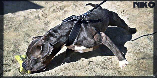 Bandog Pups : Desert Elite Bandogs