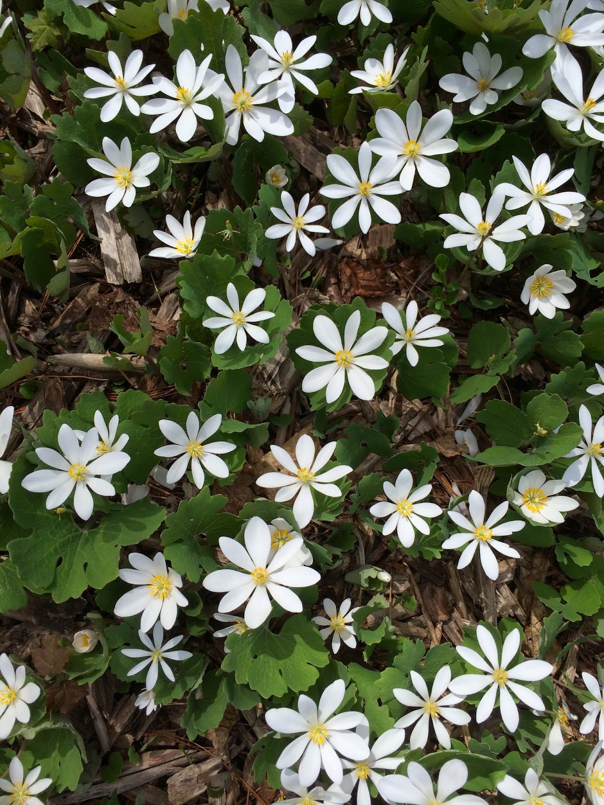 Calamitous Botanicus : Flowers Bloom & Burt Gets to Work