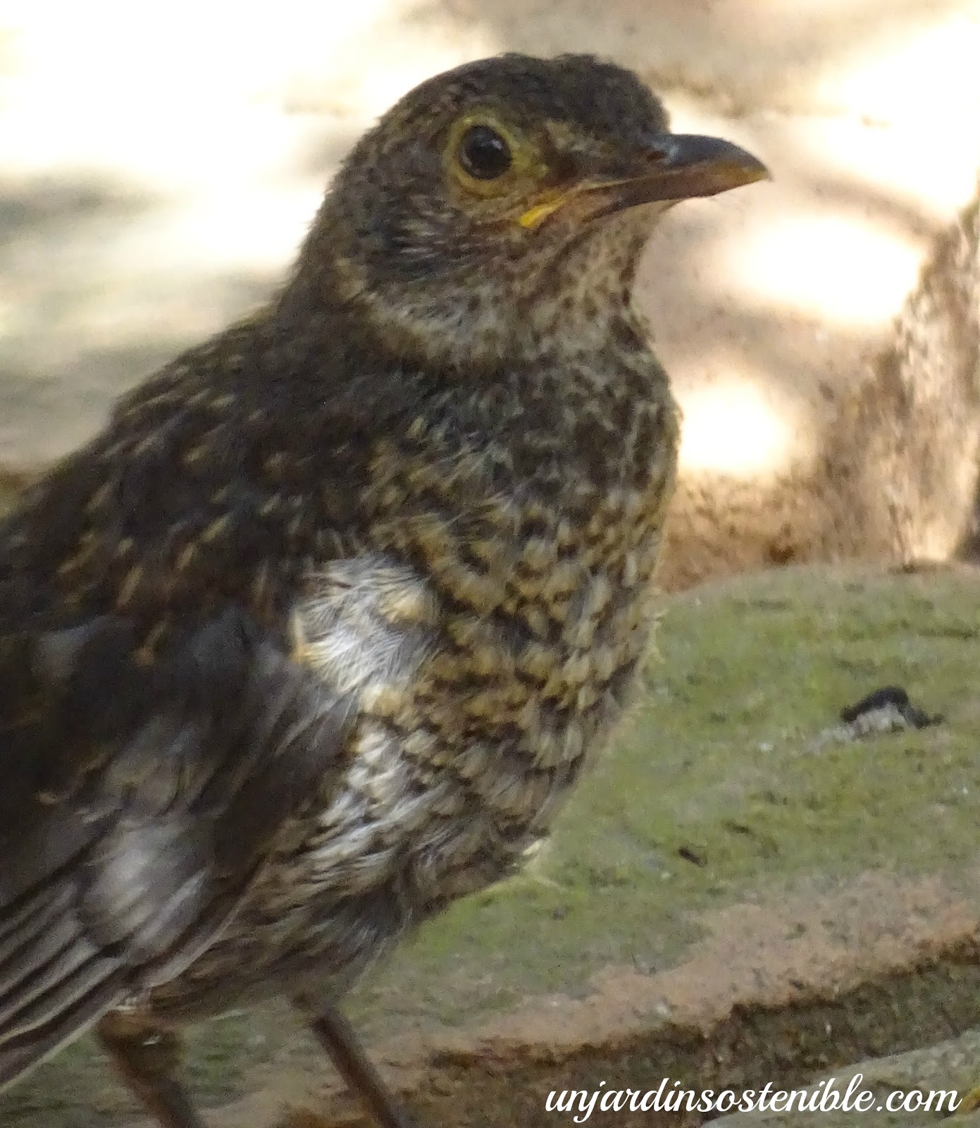 Cría de Turdus merula (Mirlo común)