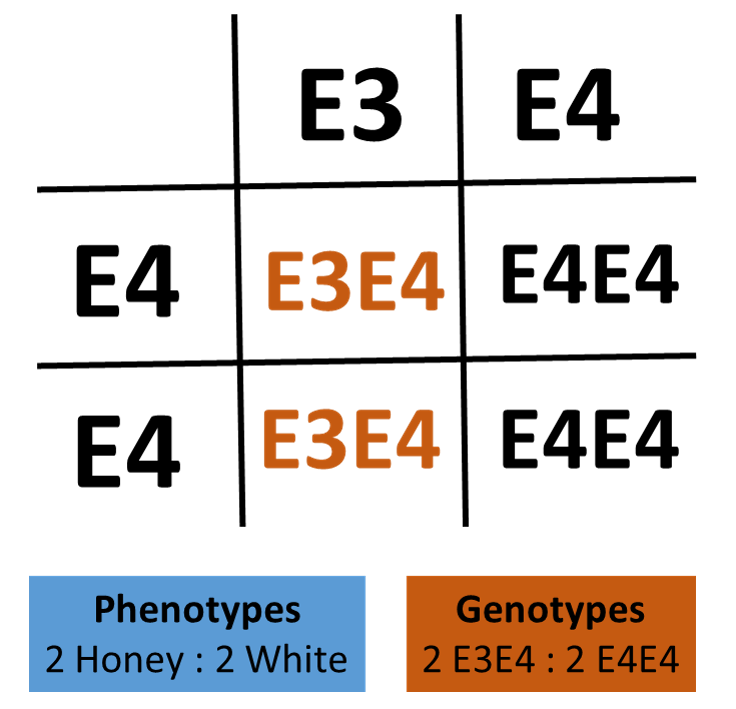 Examples of Multiple Allelism