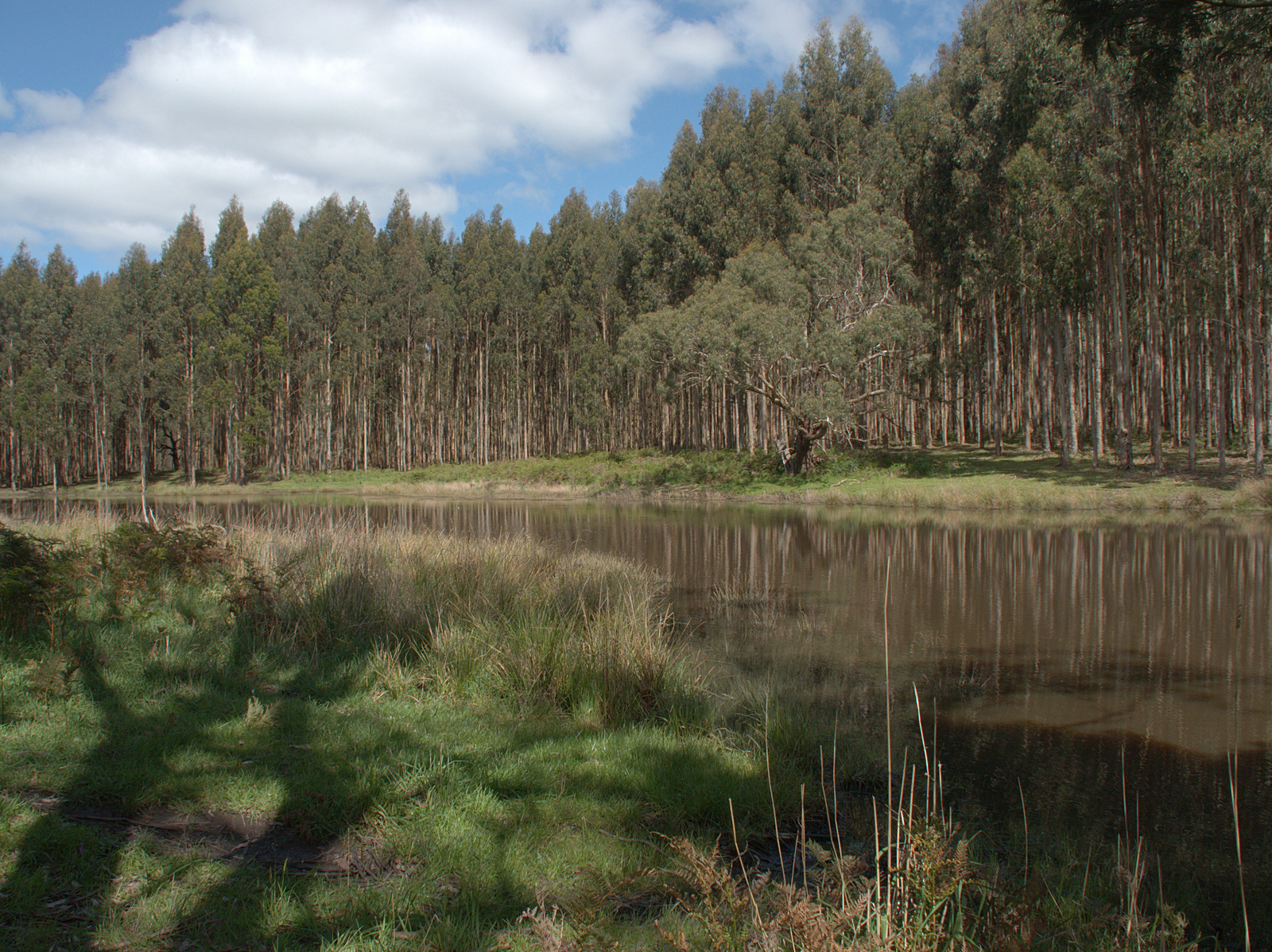 Bushranger: Swamp photopoint
