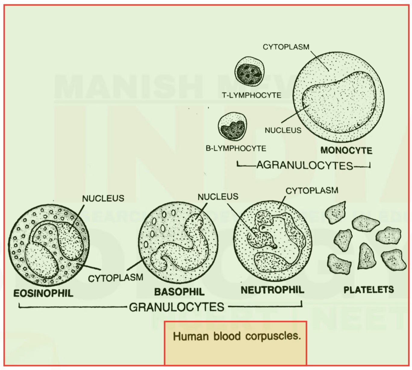 Leucocytes | White Blood Corpuscles | WBCs