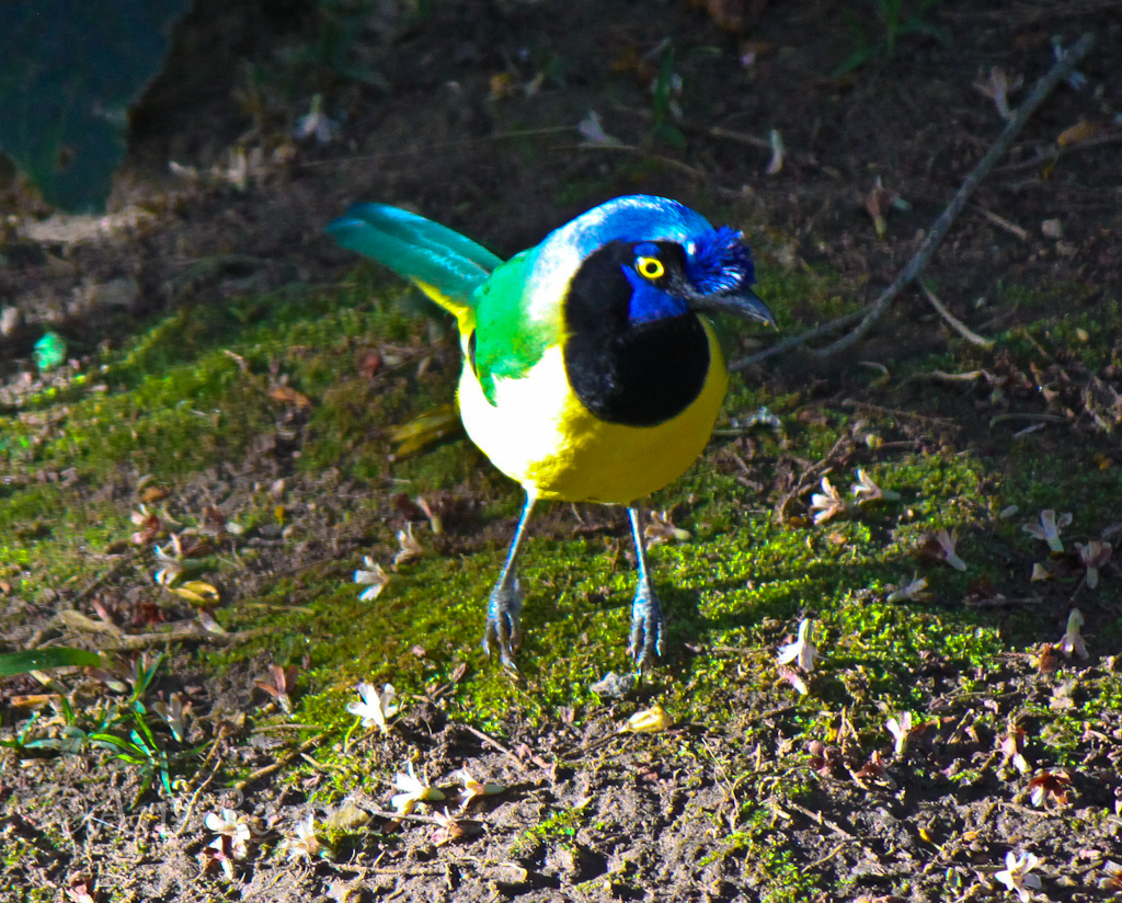 Aventura fotográfica: Querre-querre, Chara verde o carriqui (Cyanocorax ...