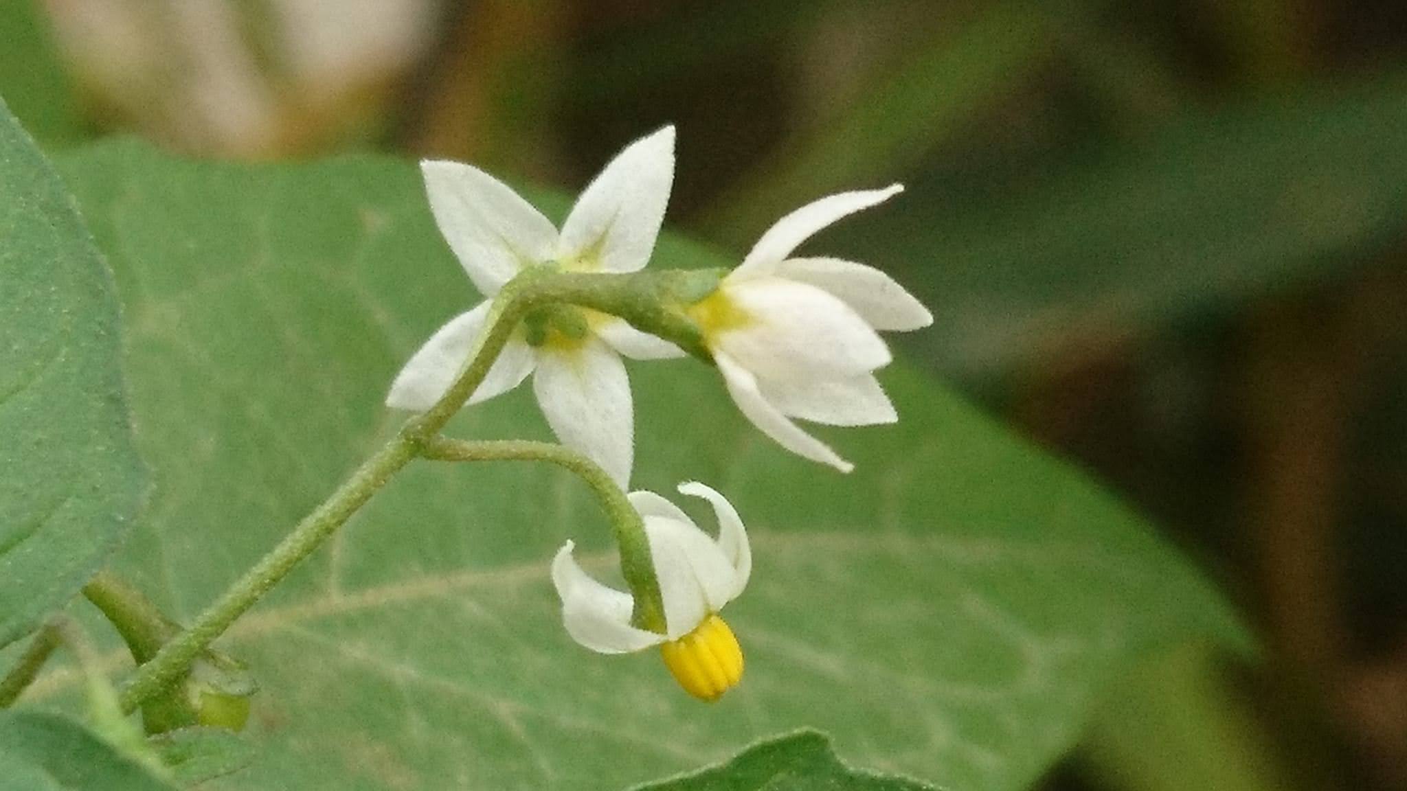 Solanum nigrum