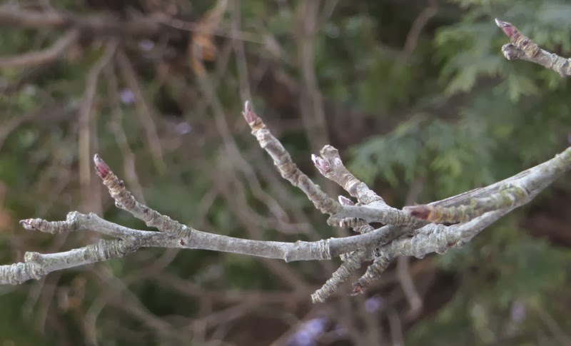 Spring is in the trees - Adam's Apples