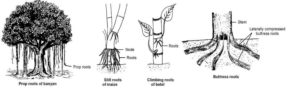 Modifications of Root