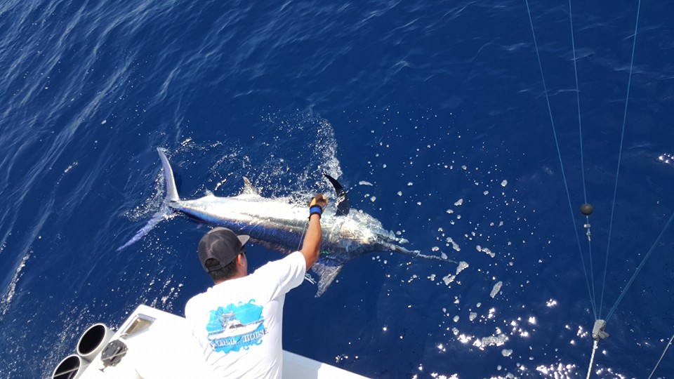 PV Sportfishing: Marlin catch and Release Puerto Vallarta fishing Report