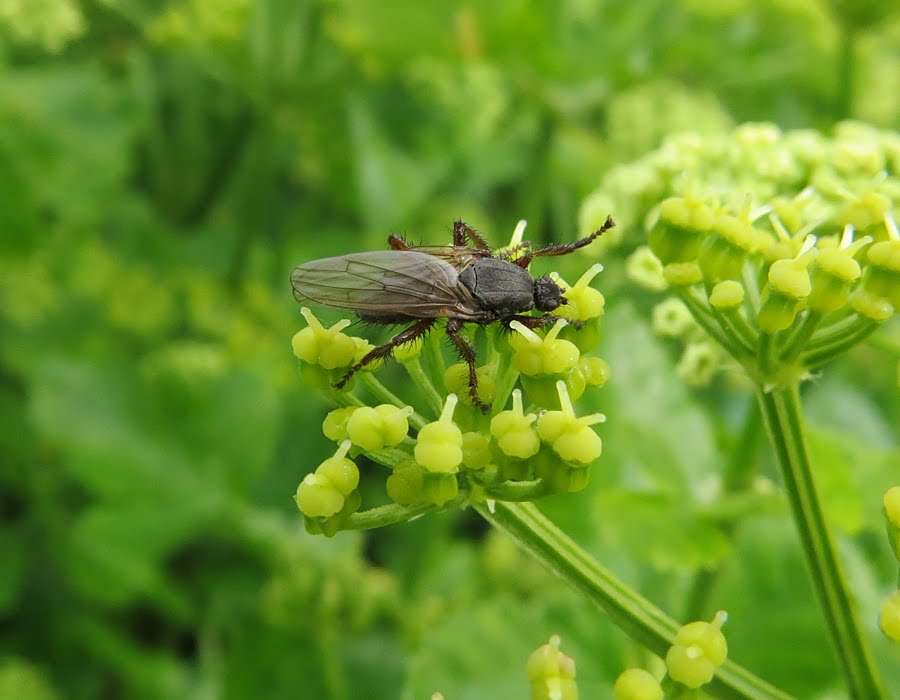 Port and Wey: Portland Insects F