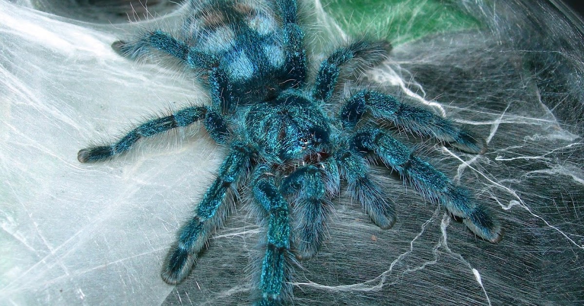 Hermosa Tarantula Azul iridiscente