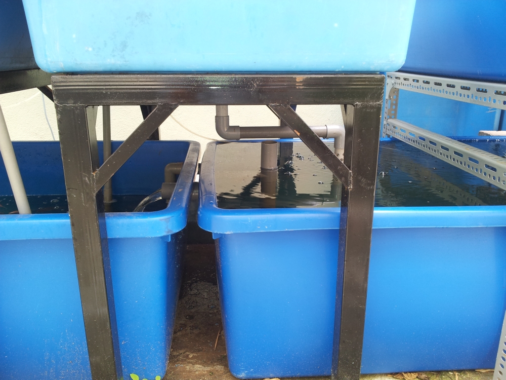 Affnan's Aquaponics: CRAFTS Double Siphon Flush Test