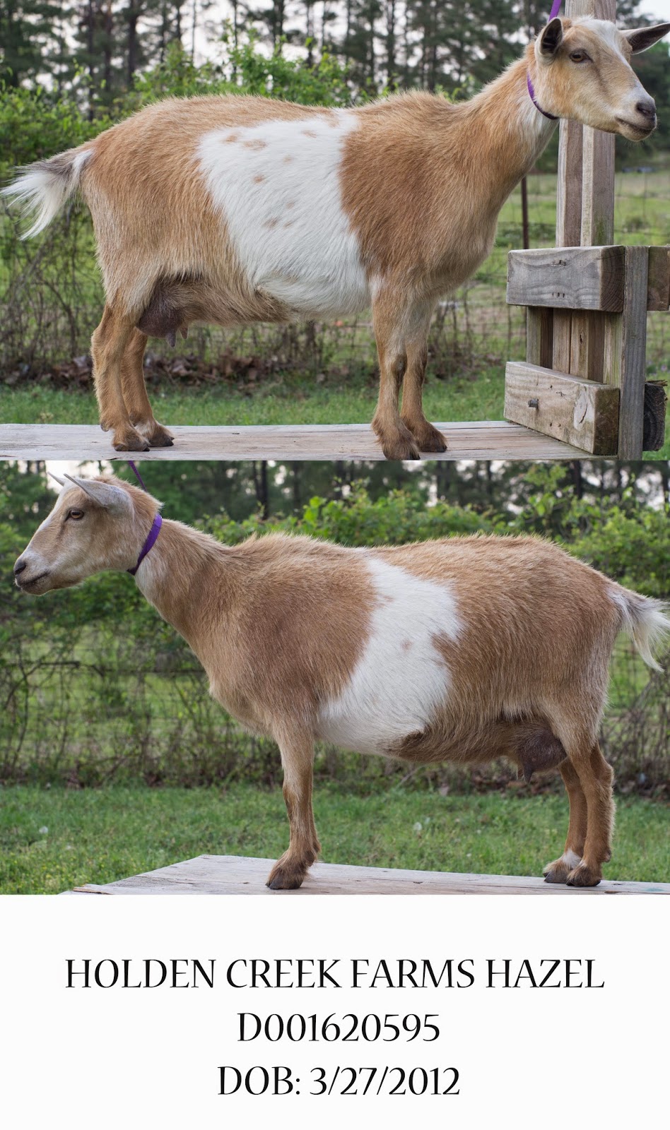 Archer's Acres: Goats For Sale