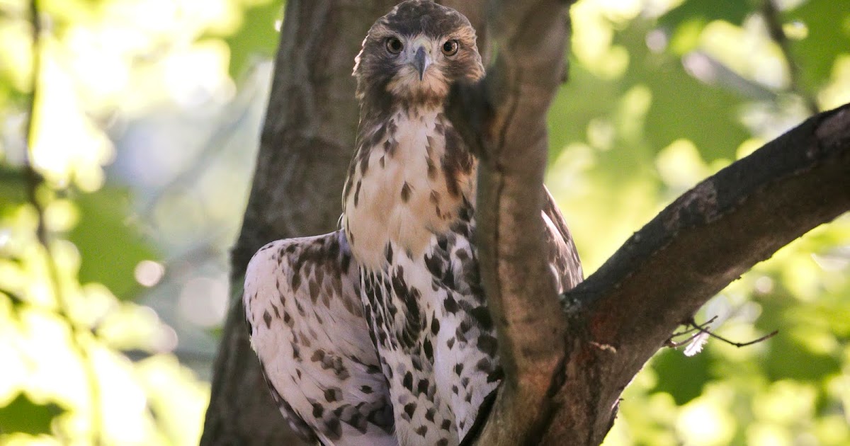 Laura Goggin Photography: Tompkins Square hawks chilling in the shade