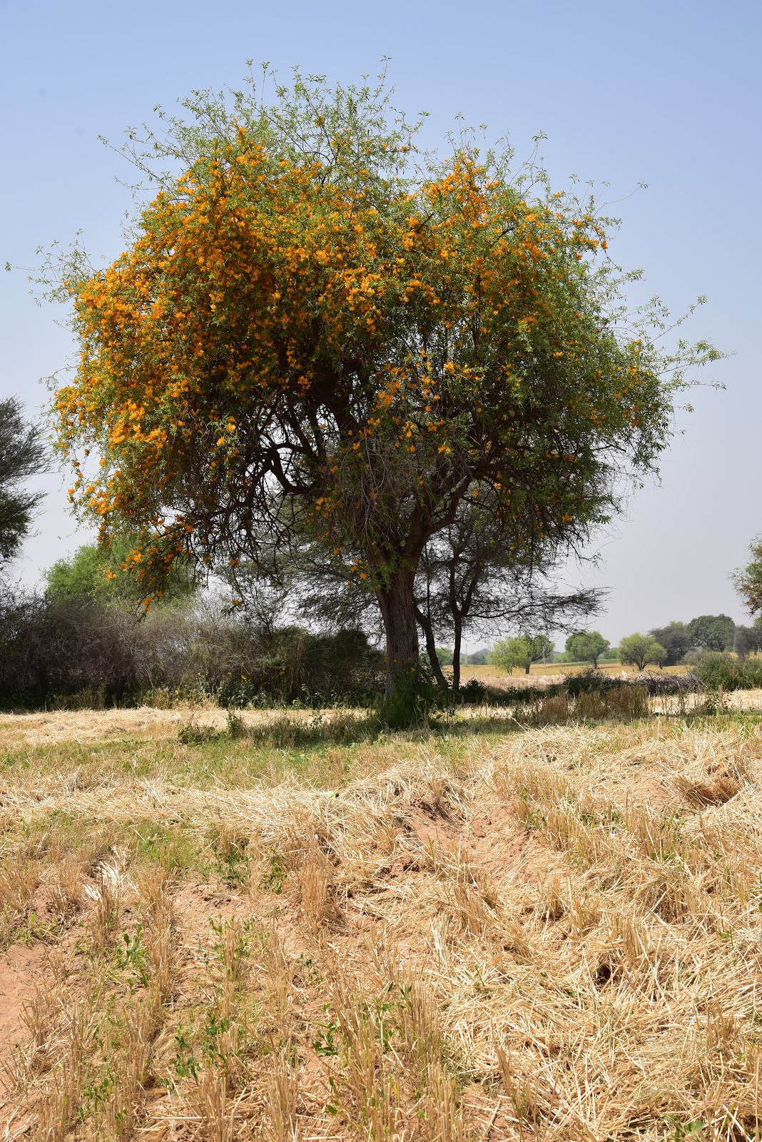 Just Tripping!: Roheda – The Dream in the Desert