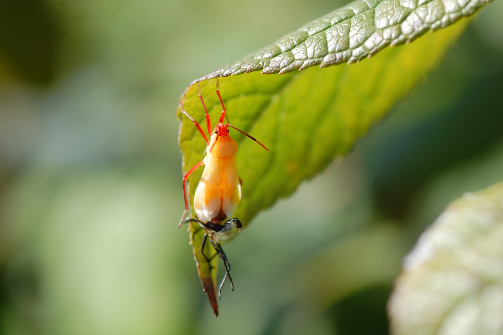 Urban Wildlife Guide: Milkweed Bugs
