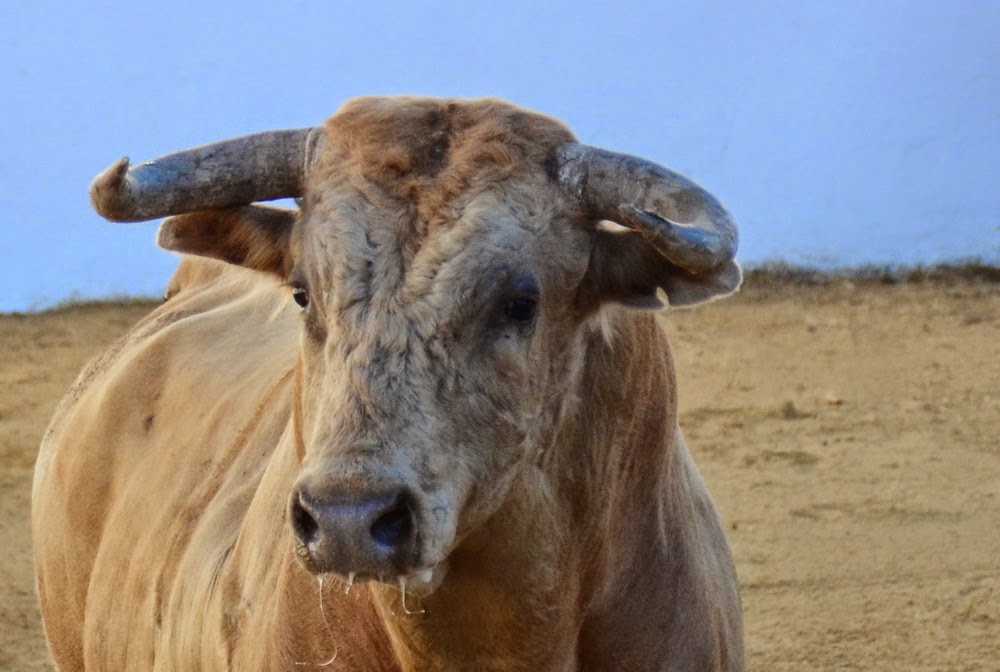 ambitotoros: Sobre los pitones de los toros de Prieto de la Cal En Zalamea