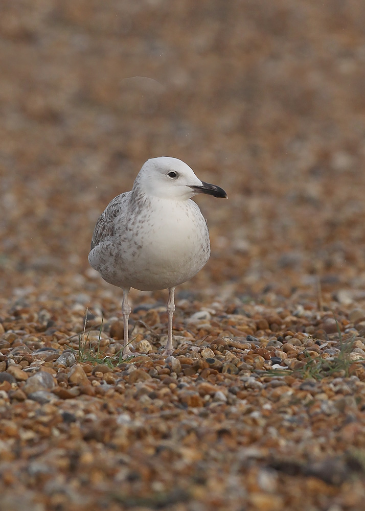 Richard Smith - Birdwatching Days Out: CASPIAN GULL, 1st winter and the ...