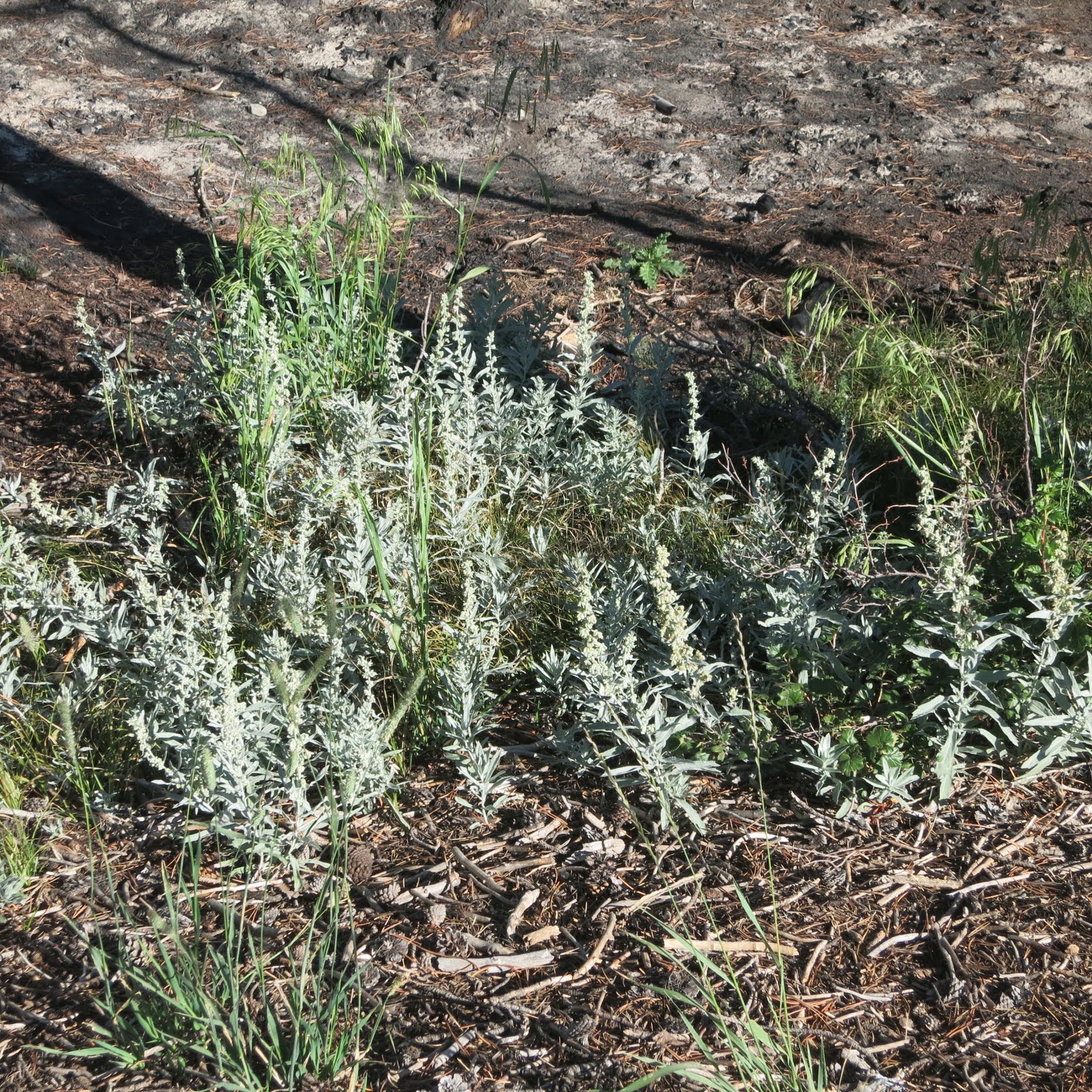 A Wandering Botanist: Plant Story -- Artemisia ludoviciana, silver ...