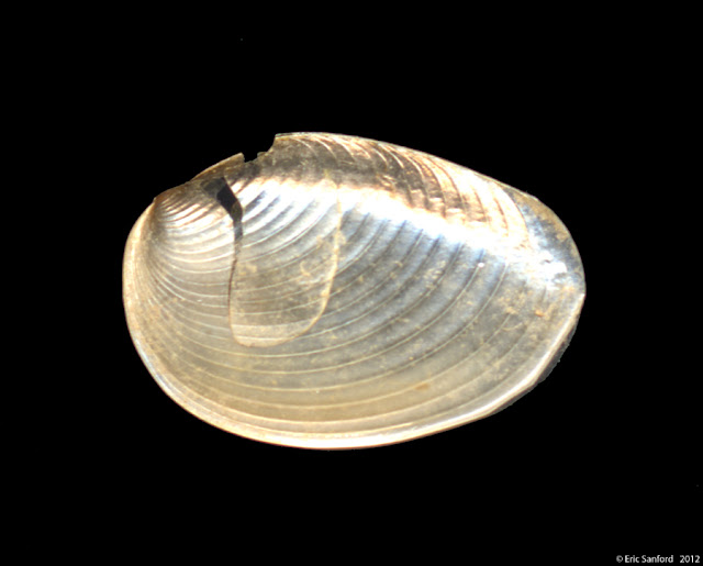 The Natural History of Bodega Head: The shrimp with a shell