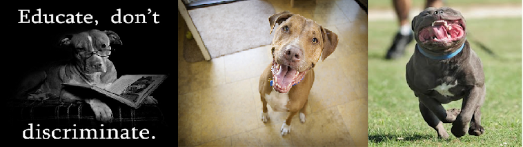 should pit bulls be banned?