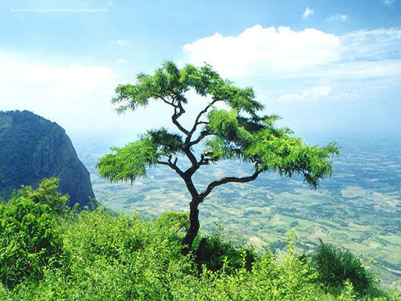 Free All wallpaper Beautifull: Big Tree Wallpapers hd